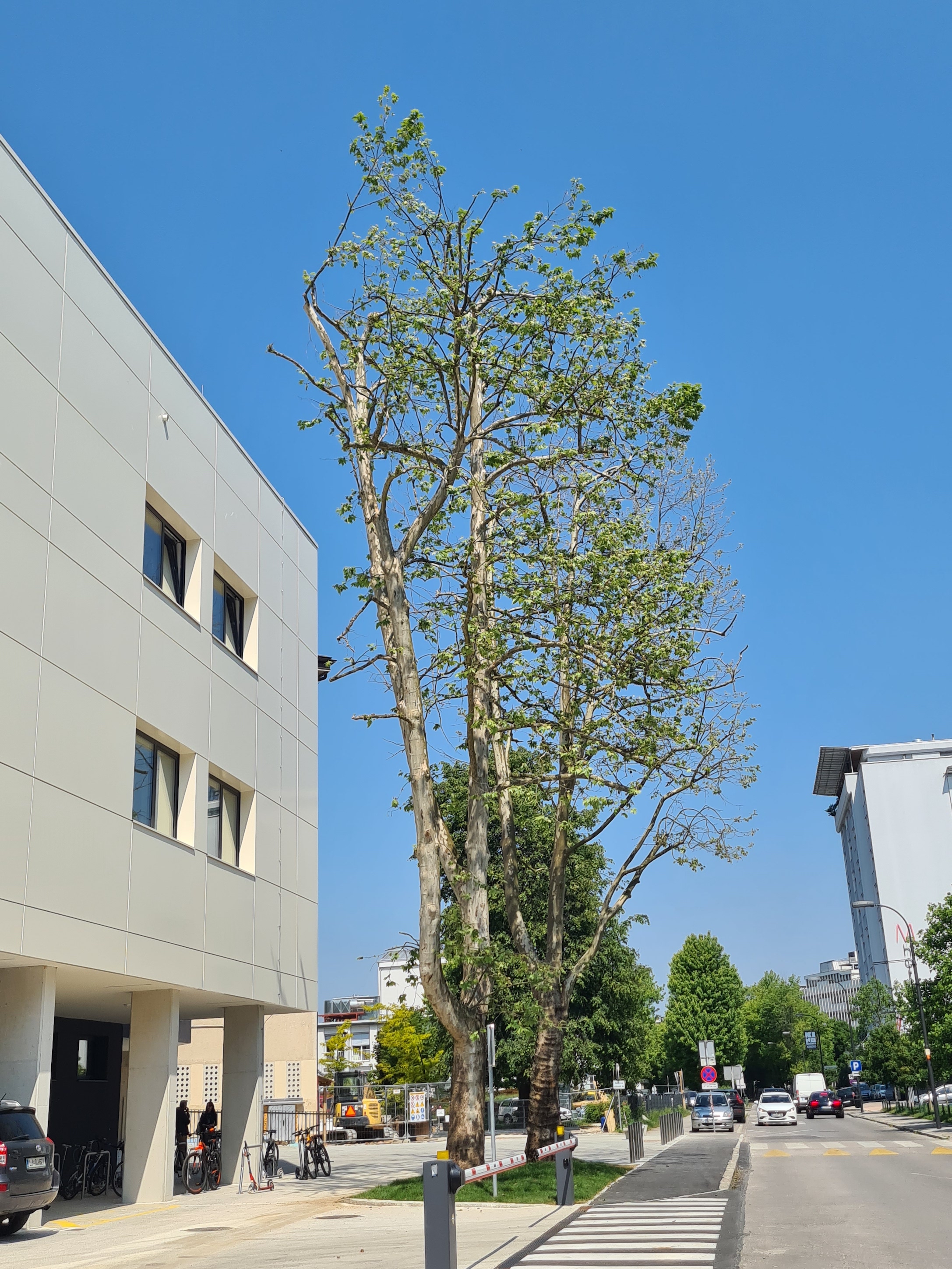 platane 2 | Tisa d.o.o.